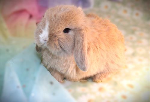 minilopwonderland.com