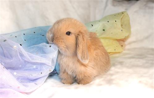 minilopwonderland.com